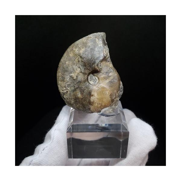 ■アンモナイトの化石【アンモナイトの大きさ】41.52×34.28×9.95mm【土台サイズ】30×30×20mm【化石産地】ノルウェー・スヴァールバル諸島中期三畳紀/Mid. Triassic（約2億4720万年前から2億3700万年）ア...