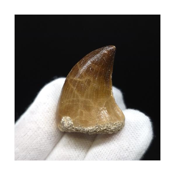 ■モササウルスの歯の化石【化石の大きさ】32.05×24.61×15.42(mm)【化石の重さ】10g【化石産地】モロッコ■モササウルス＜モササウルス・ベァウゲイ＞学名：Mosasaurus beaugei時代：白亜紀 後期末（約7060 ...