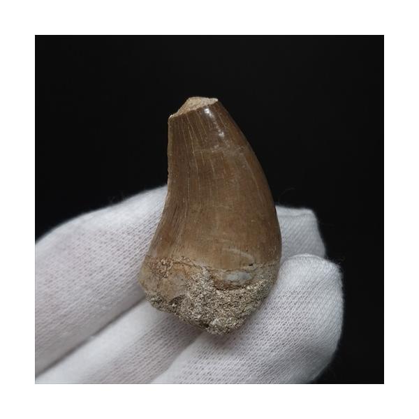 ■モササウルスの歯の化石【化石の大きさ】33.33×23.02×17.70(mm)【化石の重さ】11g【化石産地】モロッコ■モササウルス＜モササウルス・ベァウゲイ＞学名：Mosasaurus beaugei時代：白亜紀 後期末（約7060 ...