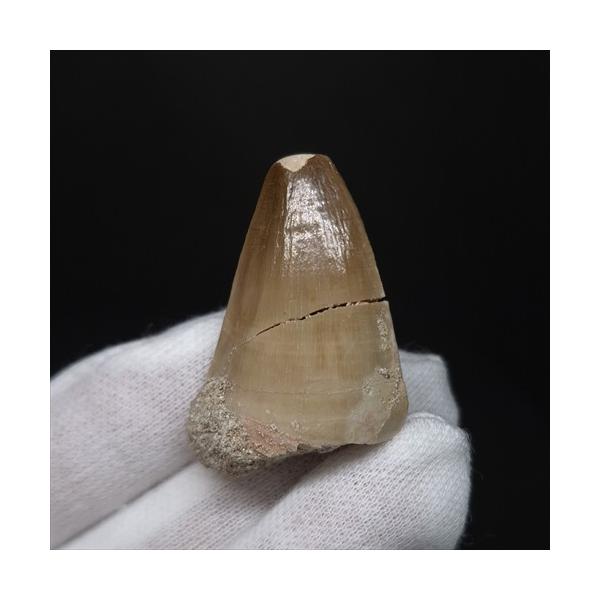 ■モササウルスの歯の化石【化石の大きさ】35.73×25.09×19.35(mm)【化石の重さ】13g【化石産地】モロッコ■モササウルス＜モササウルス・ベァウゲイ＞学名：Mosasaurus beaugei時代：白亜紀 後期末（約7060 ...