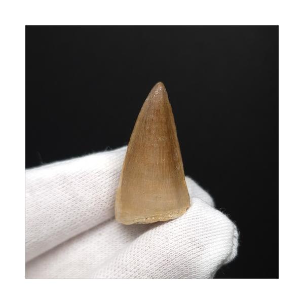 ■モササウルスの歯の化石【化石の大きさ】30.70×17.02×12.92(mm)【化石の重さ】5g【化石産地】モロッコ■モササウルス＜モササウルス・ベァウゲイ＞学名：Mosasaurus beaugei時代：白亜紀 後期末（約7060 〜...