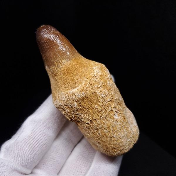 ■モササウルスの歯の化石【化石全体の大きさ】75.96×32.48×29.90(mm)【歯の大きさ】23.03×20.83×17.86(mm)【化石の重さ】55g【化石産地】モロッコ・Khouribga（クーリブガ）■モササウルス＜モササウ...