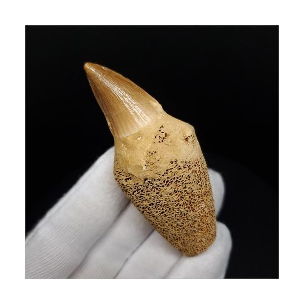 ■モササウルスの歯の化石【化石全体の大きさ】69.90×28.59×20.89(mm)【歯の大きさ】23.95×17.63×12.8mm)(【化石の重さ】20g【化石産地】モロッコ・Khouribga（クーリブガ）■モササウルス＜モササウル...