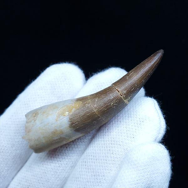 ■プレシオサウルスの歯の化石【化石の大きさ】46.09×13.15×12.90(mm)【化石の重さ】8g【産地】モロッコ産※モロッコ産のプレシオサウルスは、新名称Zarafasaura oceanis（ザラファサウラ・オーシャニス）と呼ばれ...