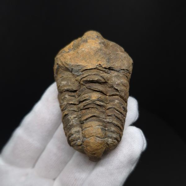 ■三葉虫の化石/ Flexicalymene【三葉虫の大きさ】67.50×41.65×20.81(mm)【化石の重さ】60g【化石産地】モロッコ南部のアル二フ南部■三葉虫オルドビス期　(約4億5,000万年前)フレキシカリメネの化石は、しば...