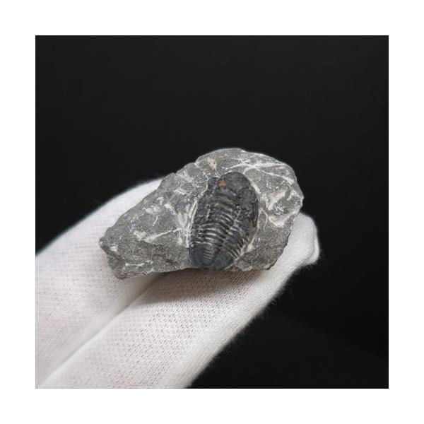 ■三葉虫の化石/ Trilobites proetus.sp【化石の大きさ】35.88×22.88×19.07(mm)【三葉虫の大きさ】16.94×10.97×5.42(mm)【化石の重さ】16g【化石産地】モロッコ・■三葉虫 デボン紀中期...