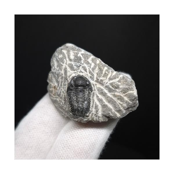■三葉虫の化石/ Trilobites proetus.sp【化石の大きさ】41.46×29.31×18.50(mm)【三葉虫の大きさ】17.45×10.40×5.50(mm)【化石の重さ】23g【化石産地】モロッコ・■三葉虫 デボン紀中期...