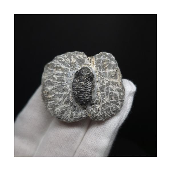 ■三葉虫の化石/ Trilobites proetus.sp【化石の大きさ】42.19×36.62×21.23(mm)【三葉虫の大きさ】18.96×10.44×7.49(mm)【化石の重さ】35g【化石産地】モロッコ・■三葉虫 デボン紀中期...