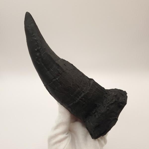 ■ティラノサウルス歯の化石/スタンド型（レプリカ）【化石レプリカの大きさ】約173×70×65mm【化石レプリカの重さ】約380ｇ【化石レプリカのカラー】マットブラック■ティラノサウルス時代:約6,800万 - 約6,600万年前生息地(発...