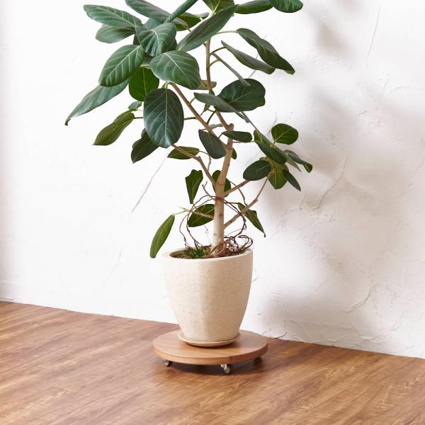 観葉植物などの植木鉢を乗せる『プランターベース』。最近では植木鉢以外でも空気清浄機や加湿器など、移動に困難な家電製品を置く方も増え、重宝がられています。直径24cmは多肉などの小振りの鉢に丁度いいサイズ。素材は天然木の無垢。丸い形に4つのキ...