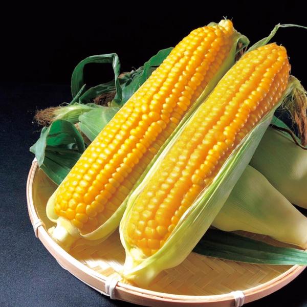 新潟・津南町産 島田さんの「鬼もろこし（恵味）」5kg【8月中旬頃-お届け】 野菜 果物 ディノス dinos 人気 おしゃれ感動の食体験「鬼もろこし」へようこそ「鬼もろこし」は、プリッとしたハリがありながら、中身はとっても柔らか。一粒一粒...