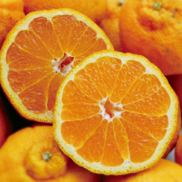 【4月お届け】 熊本産 「デコポン」 2.5kg 野菜 果物 フルーツ ディノス dinos 人気 おしゃれ「その季節で一番美味しいものを」をスローガンに、日本一の青果流通量を誇る大田市場より直接仕入れを行う青果専門店「九州屋」。目利き人が...