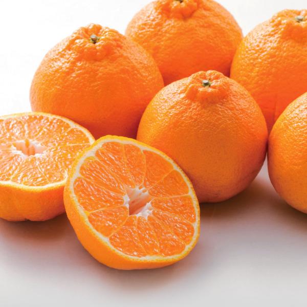 鹿児島産 紅デコポン 「大将季（だいまさき）」 3kg 野菜 果物 フルーツ ディノス dinos 人気 おしゃれ■鹿児島県発祥のオリジナル柑橘品種「大将季（だいまさき）」不知火（デコポン）の枝変わり（突然変異）として生まれ、2006年に品...