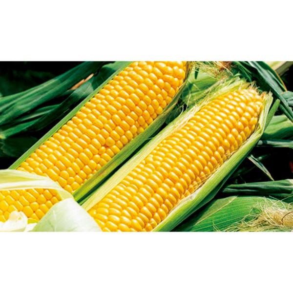 小笠原農園 有機栽培 「ミルキースイーツ」 3.5kg【8月上旬頃-お届け】 野菜 果物 ディノス dinos 人気 おしゃれ■希少な有機JAS認証のとうもろこし害虫被害に遭いやすく、有機栽培が極めて困難とされるとうもろこし。小笠原農園では...