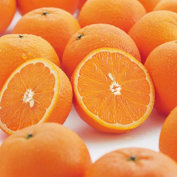 鹿児島・南さつま産 「たんかん」秀品 4.9kg【2月下旬-3月上旬頃お届け】 野菜 果物 フルーツ ディノス dinos 人気 おしゃれやわらかい果肉と滴るような果汁、爽やかな風味が特長の柑橘です。種が少なく、内皮も薄いため食べやすいと評...