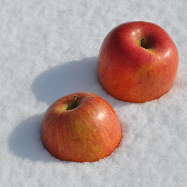 山形産 雪室りんご 「サンふじ（小玉）」 5kg【1月下旬-2月上旬頃お届け】 野菜 果物 フルーツ ディノス dinos 人気 おしゃれ■全国有数のりんご生産地・山形県りんごと言えば青森県が有名ですが、山形県も全国有数の生産地！蔵王、朝日...