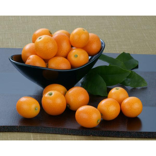 宮崎産 完熟金柑「たまたま」 1kg 【2月上旬頃-中旬頃お届け】 野菜 果物 フルーツ ディノス dinos 人気 おしゃれ■糖度16度以上！きんかん「たまたま」きんかんの生産量日本一の宮崎県のブランドきんかん「たまたま」。開花から210...