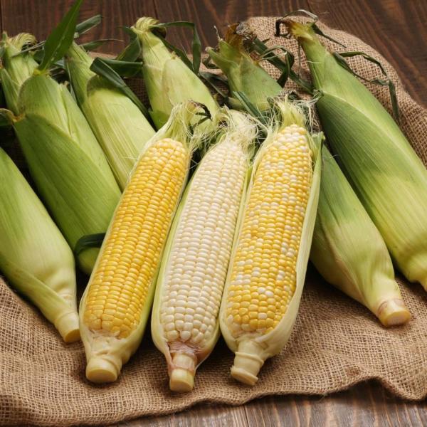 北海道産 3種のとうもろこしセット 計9本【8月中旬-下旬頃お届け】 野菜 果物  ディノス ディノス dinos 人気 おしゃれ■彩り鮮やかな3種のとうもろこし食べ比べ贅沢セット北海道の広大な大地で育てられた3種類のとうもろこしをセットに...