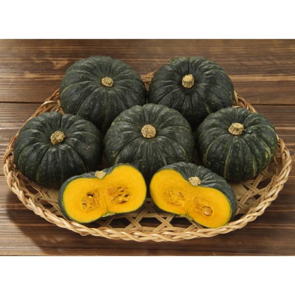 北海道産 空知の坊ちゃんかぼちゃ 3.5kg【8月中旬-下旬頃お届け】 野菜 果物  ディノス ディノス dinos 人気 おしゃれ■電子レンジで簡単調理！ホクホク甘いミニかぼちゃ「坊ちゃん」北海道空知郡から、手のひらサイズの「坊ちゃんかぼ...