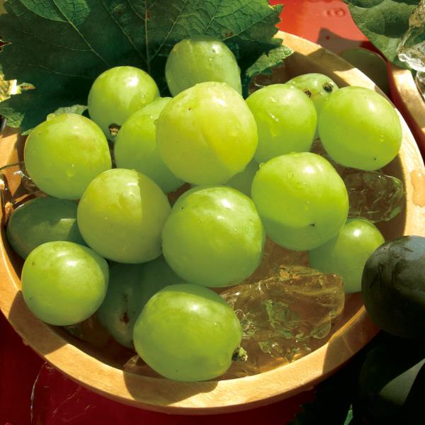 岡山産 桃太郎ぶどう 850g【9月中旬頃-お届け】 野菜 果物 フルーツ  ディノス ディノス dinos 人気 おしゃれ■「桃太郎ぶどう」とは岡山県で栽培されている皮ごと食べられる種なしぶどう（品種名：瀬戸ジャイアンツ）。ぶどう作りの達...