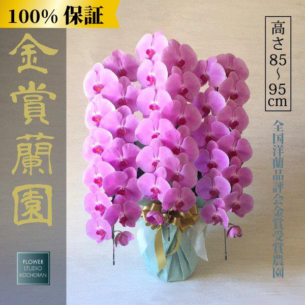 胡蝶蘭 お祝い 開店祝い 開業祝い 開院祝い 昇進祝い 就任祝いお祝い事からお悔みまで贈り物には胡蝶蘭が最適です。フラワーギフトはFS胡蝶蘭におまかせください！！！金賞受賞農園から厳選の胡蝶蘭を全国に配送いたします。午前11時までのご注文で...