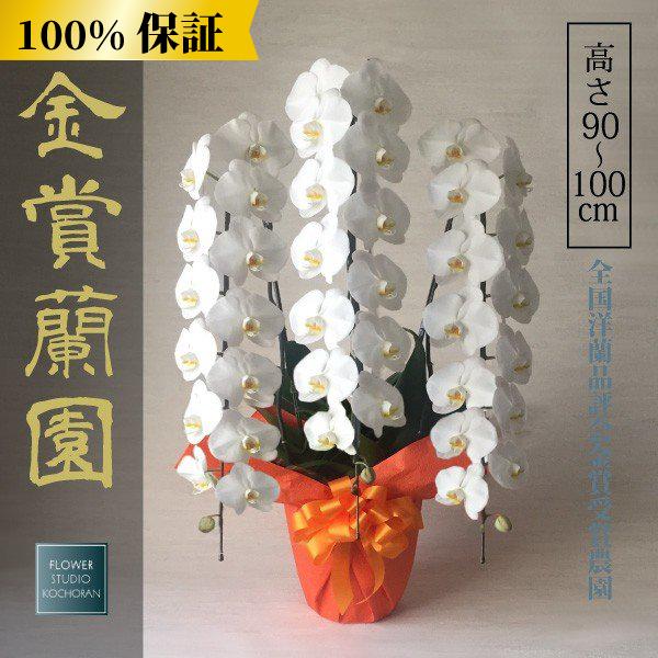 胡蝶蘭 お祝い 開店祝い 開業祝い 開院祝い 昇進祝い 就任祝いお祝い事からお悔みまで贈り物には胡蝶蘭が最適です。フラワーギフトはFS胡蝶蘭におまかせください！！！金賞受賞農園から厳選の胡蝶蘭を全国に配送いたします。午前11時までのご注文で...