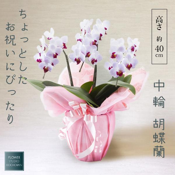 【高さ】約35〜40cm【幅】　約30cm【本数】3本立ち【輪数】21輪以上（蕾含む）【花びらの大きさ】-【花もち】約2か月（環境により異なります）*******************************************胡蝶蘭...