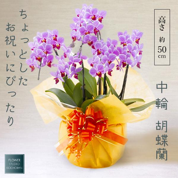 【高さ】約45〜50cm【幅】　約40cm【本数】5本立ち【輪数】35輪以上（蕾含む）【花びらの大きさ】-【花もち】約2か月（環境により異なります）*******************************************胡蝶蘭...