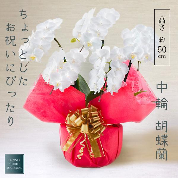 【高さ】約45〜50cm【幅】　約40cm【本数】5本立ち【輪数】35輪以上（蕾含む）【花びらの大きさ】-【花もち】約2か月（環境により異なります）*******************************************胡蝶蘭...