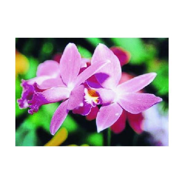 ■仕様 297X420 ステッカー    【原産国】 日本製 PH15