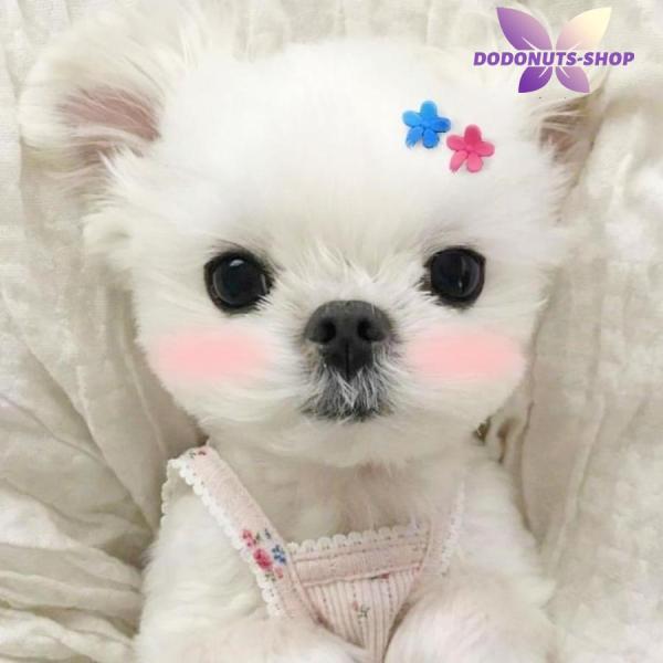 商品名:ヘアピン キッズ 犬 猫 10個 ペットヘアピン ペットヘアクリップ ペット用ヘアリボン ペット用髪飾り 髪飾り 髪留め 軽量 可愛い                            商品説明:ヘアピン キッズ 犬 猫 ペット...