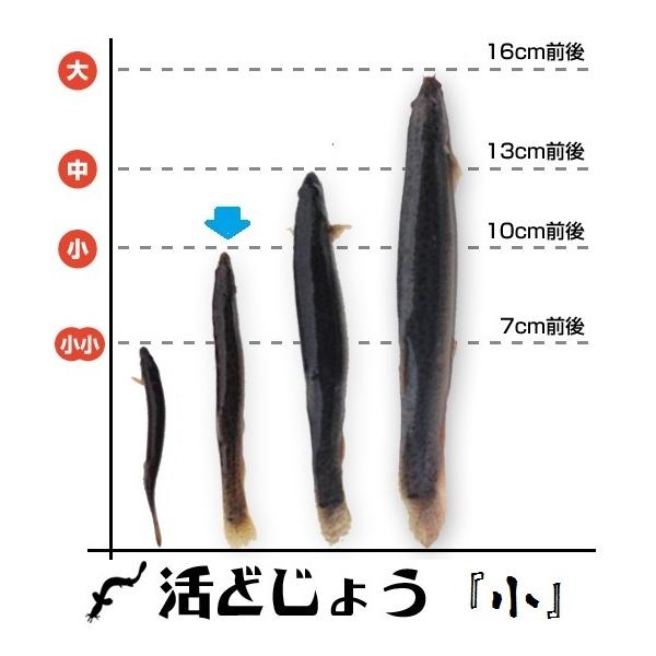 【発売日：2016年04月17日】活 どじょう 1kg 小【約10cm 約250匹】食用 生体 ドジョウ 柳川 鍋 唐揚げ 料理・どじょうの調理方法：定番のどじょう鍋、どじょうの柳川鍋、唐揚げや、ドジョウの天ぷらもおすすめ。また、うなぎのタ...
