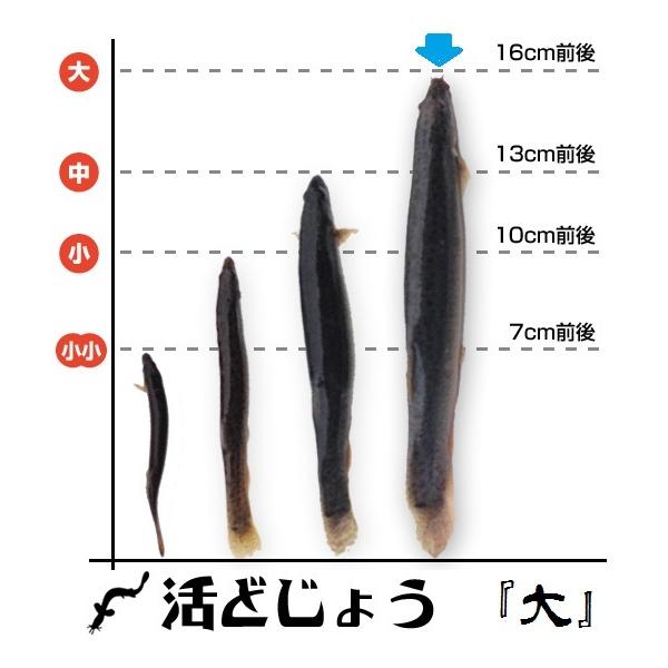 【発売日：2016年04月17日】活 どじょう 200g 大【約16cm 約8匹】食用 生体 ドジョウ 柳川 鍋 唐揚げ 料理・どじょうの調理方法：定番のどじょう鍋、どじょうの柳川鍋、唐揚げや、ドジョウの天ぷらもおすすめ。また、うなぎのタレ...