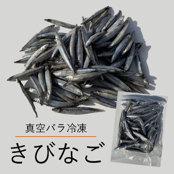 【発売日：2022年08月03日】バラ 冷凍 きびなご エサ 真空パック (500g) キビナゴ 釣りえさ 熱帯魚 古代魚 餌・トカゲ アロワナ ポリプテルス エンドリケリー ガー タガメ 亀 カメ 鰐 ワニ エイ など、大型魚 爬虫類 猛...