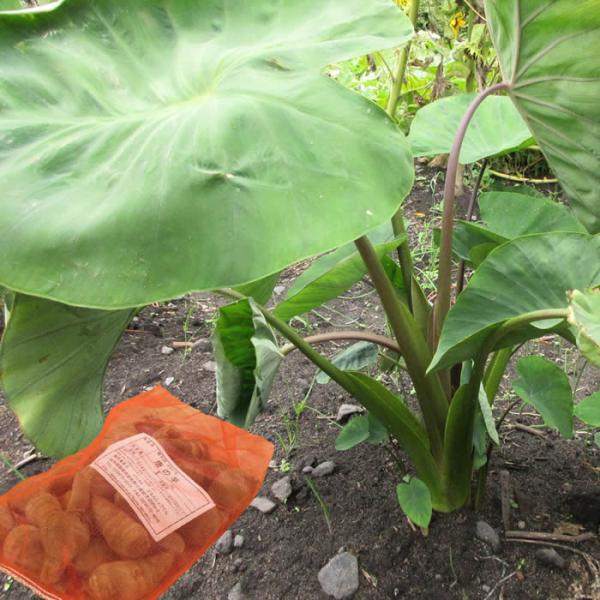 【発売日：2026年04月01日】唐の芋（とうのいも）は親芋も子芋も茎も食べられる晩生種の赤茎の里いも種芋です。栽培中何度も土寄せする栽培によりエビのような形に成長する芋となる場合があることから海老芋（えびいも）ともいわれております。。茎は...
