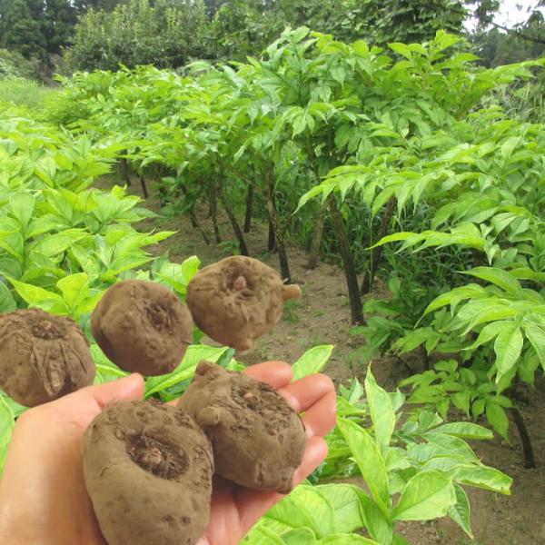 【発売日：2026年04月01日】4月に植え込みを行い、10〜11月に成長したコンニャク芋を掘り起こし手作りコンニャクの原料としてご利用いただけます。又1年栽培した後、コンニャク芋を掘り起こし、乾いた状態で芋を新聞紙に包み、13℃以下になら...