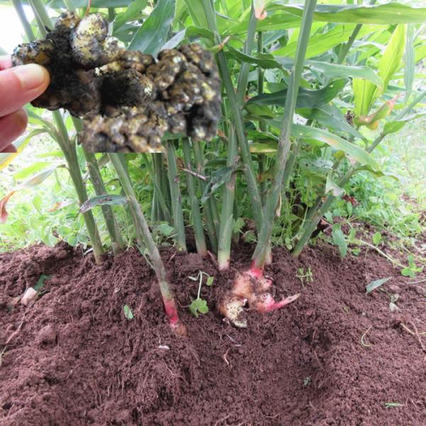 【発売日：2026年04月07日】在来種のショウガに比べ塊茎の肥大はかなり良く、辛味が強くないため、生食用として適します。高温、多湿、日当たりを好みます。寒さに弱く10℃以下の低温は塊茎が腐りやすくなるため注意が必要です。又、連作は嫌います...