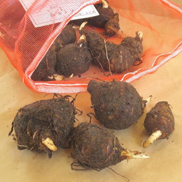 【発売日：2026年04月10日】親芋も子芋も茎も食べられる青茎里いもの種芋です。地元ではズイキ芋やからどり芋ともよばれ、サトイモ科の中でも葉柄が穫れるので人気の品種です。地元では茎は茹でて和え物にしたり、天日で乾燥させて「からとり」の名前...