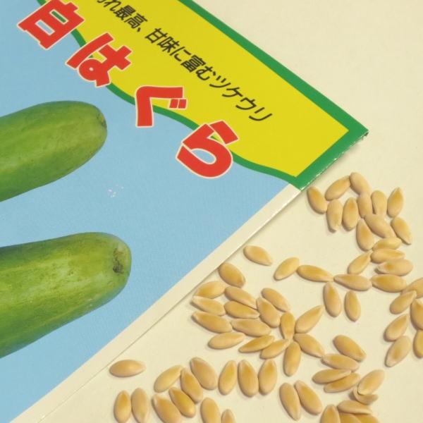 種子特徴：白皮漬うりとまくわうりの交配と思われる本種は、外皮鮮緑色、果型は首尾同大の枕型です。外皮が比較的柔らかいため、長時間漬け込む漬物には不向きです。短時間で歯切れよい浅漬け原料として最適です。種子ご予約・販売開始は毎年2月15日を予定...