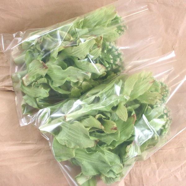 【発売日：2026年03月30日】和名：フキ 俗称：ふきのとうの茎,ばんけの茎 地元（庄内地方）ではふきのとうを「ばんけ」と呼び、春の山菜として親しまれています。ふきのとうが顔を出し、桜の咲く頃のにはふきのとうも茎を長くのばして花を咲かせま...