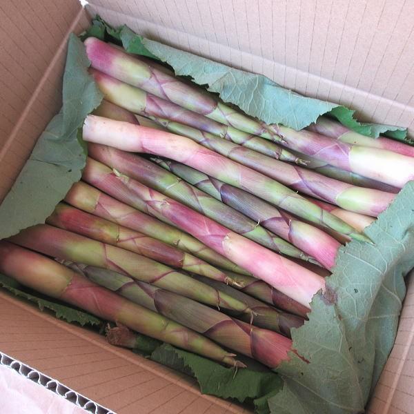 【発売日：2026年05月05日】和名：チシマザサ 俗称：月山竹（がっさんだけ） 鳥海山（ちょうかいざん）の麓の地竹の収穫がおわる頃、少し離れた春スキーで有名な月山（がっさん）の麓では、地竹より太くて大きなチシマザサの収穫がはじまります。地...