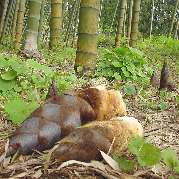 【発売日：2026年05月05日】和名：筍 俗称：もうそ,もうそう,もうそうだけ,もうそうちく 庄内地方では「もうそ」などと呼ばれ親しまれている山菜です。予めご予約いただくことで、収穫仕立てを発送いたします。自然の中で成長する山菜のため、大...