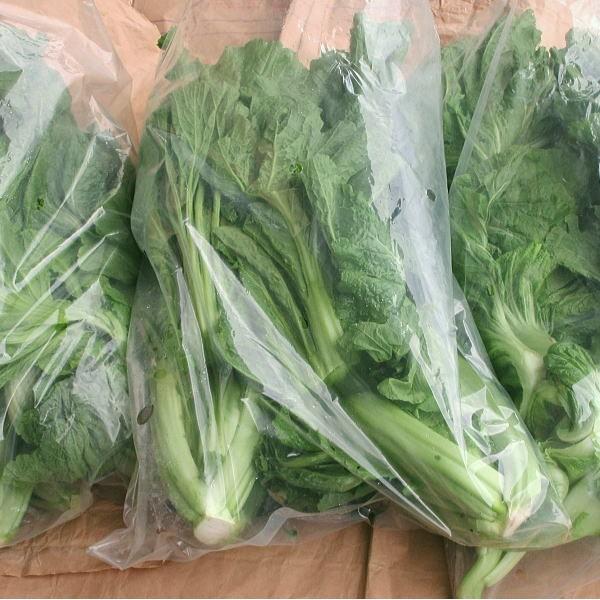 【発売日：2026年11月01日】山形特産おみ漬けや青菜（せいさい）漬けをつくるための漬物原料、加工用の青菜（せいさい）です。ほんのり辛味のある青菜は山形では漬物にしあげたあとは青菜の葉をおにぎりに巻いたり、細かく刻んで好みの具を足しておみ...