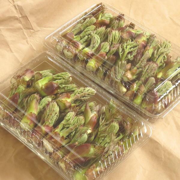 【発売日：2026年04月01日】和名：タラノキ 俗称：たらのめ,たらっぺ,とげうど  庄内地方では「たらの芽」として呼ばれ、親しまれておりますが、ほろ苦さが天ぷらや和え物を一層おいしくさせる早春の山菜です。 名　称 たらの芽 産　地 国内...