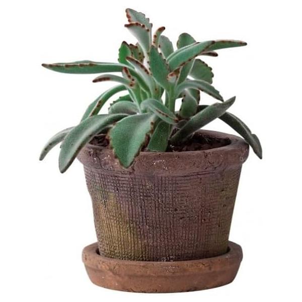 ●観葉植物のアガベを植えこんだイメージにぴったりなことから、「アガベポット」と名付けられました。●肉厚で存在感たっぷりのテラコッタ製ポット。　表面の木綿のような跡とコケ蒸したようなペイントが、長年使い込んだような風情たっぷり。植え込む植物の...