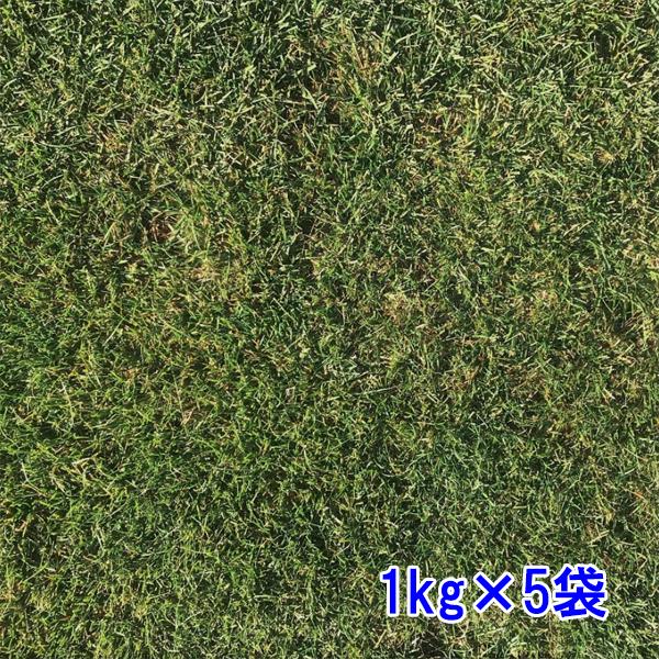 ■種子　西洋芝　ケンタッキーブルーグラスの種子　寒地型の草種で、発芽適温が若干高めです。■特性　草丈が高いため、芝生としての利用には不向きです。　緑化用に寒冷地から暖地まで幅広く利用できます。■使用量　8〜12g/平米程度が標準的播種量　5...