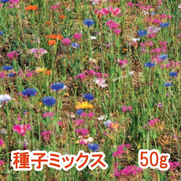 ■種子　道路中央分離帯や都市公園・イベント会場・一般住宅など　低い草丈が必要な場所向け種子ミックスです。　手入れの行き届いた景観を実現し色鮮やかな　開花リレーを楽しむことができます。■種子配合　カンパニュラ　ヤグルマギク矮性　チェイランサス...