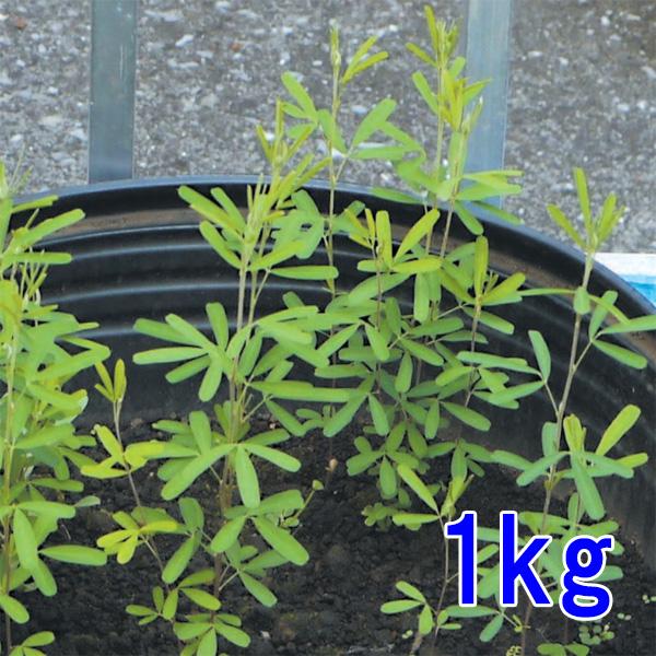 ■種子　日本全土の日当たりの良い草地などに生育する　草丈50〜100cmのマメ科の多年草です。■特性　痩地、乾燥地に強く、また砂礫地や硬質地でも良好に生育します。　茎や根茎がやや木質化し、深根性で土壌緊縛力に優れます。　初期成長がやや遅く、...