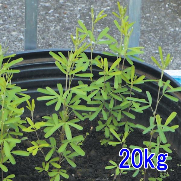 ■種子　日本全土の日当たりの良い草地などに生育する　草丈50〜100cmのマメ科の多年草です。■特性　痩地、乾燥地に強く、また砂礫地や硬質地でも良好に生育します。　茎や根茎がやや木質化し、深根性で土壌緊縛力に優れます。　初期成長がやや遅く、...