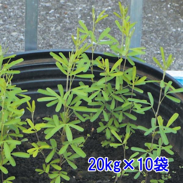 ■種子　日本全土の日当たりの良い草地などに生育する　草丈50〜100cmのマメ科の多年草です。■特性　痩地、乾燥地に強く、また砂礫地や硬質地でも良好に生育します。　茎や根茎がやや木質化し、深根性で土壌緊縛力に優れます。　初期成長がやや遅く、...